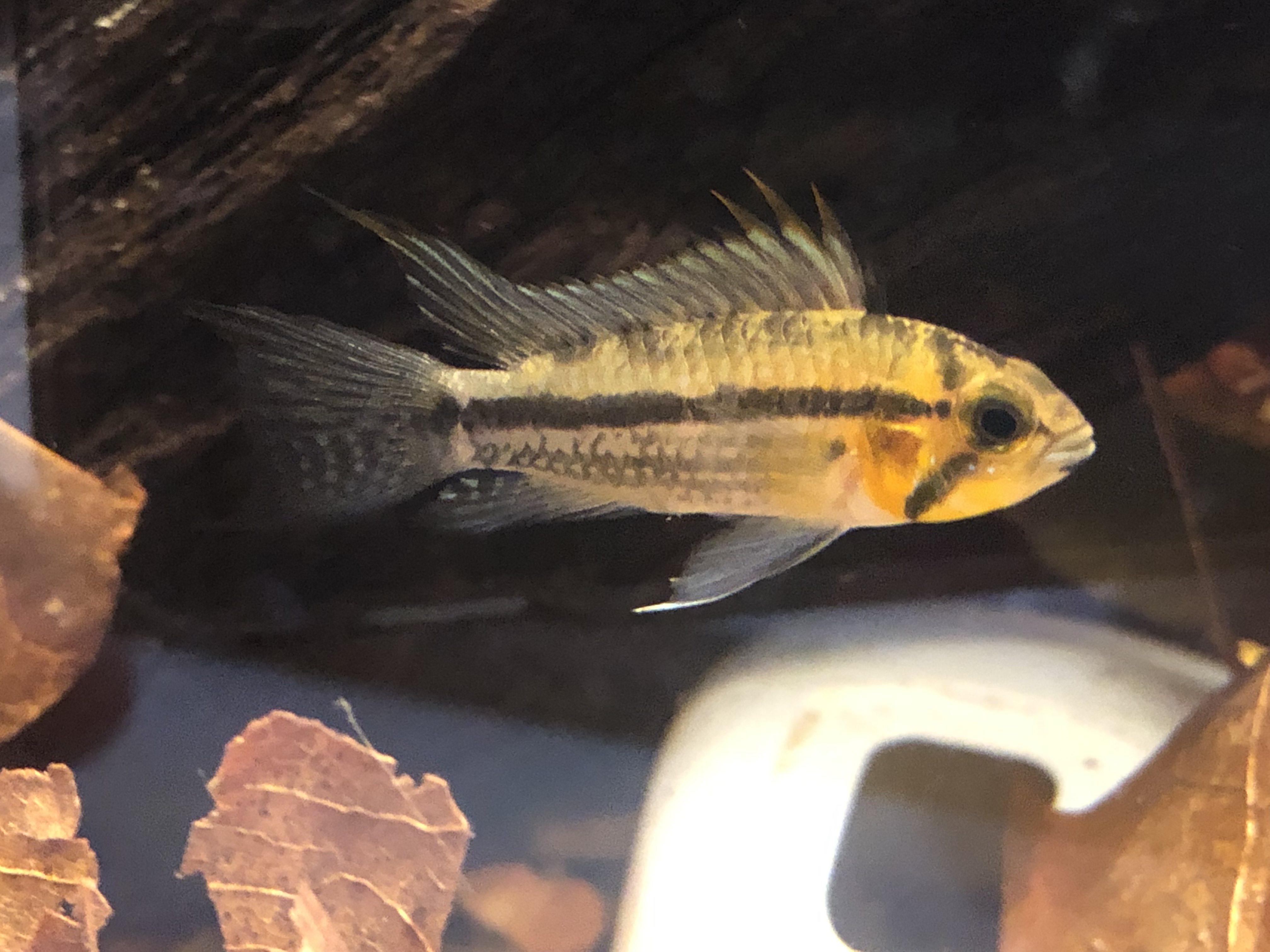 What type of apistogramma is this? | Apistogramma.com