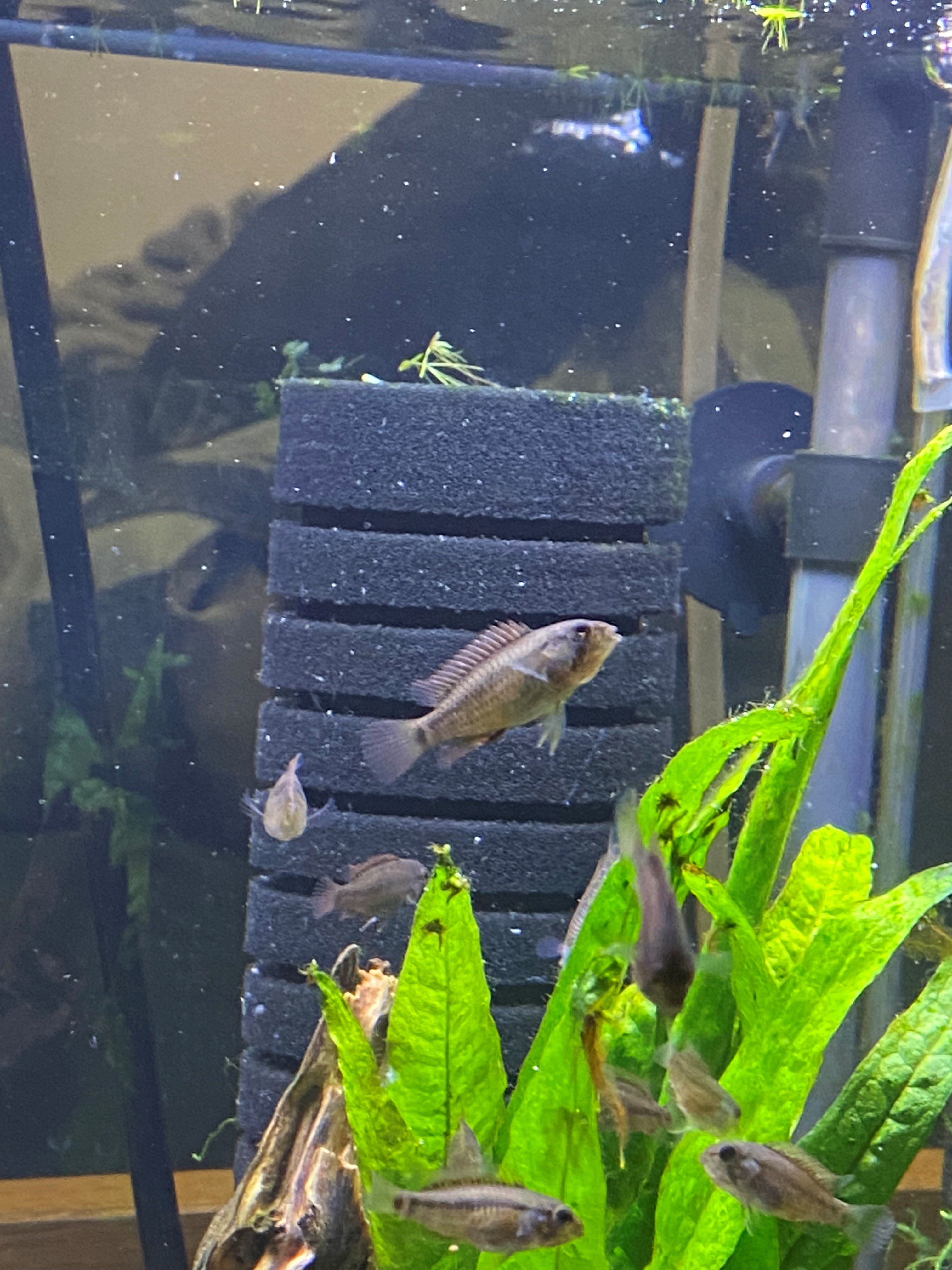 How do these 3 month old Macmasteri Redneck look? | Apistogramma.com