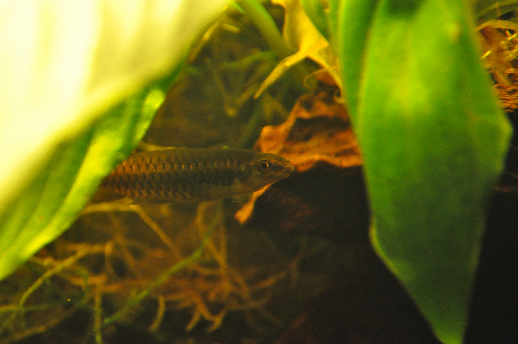 5 foot biotopish! | Page 3 | Apistogramma.com