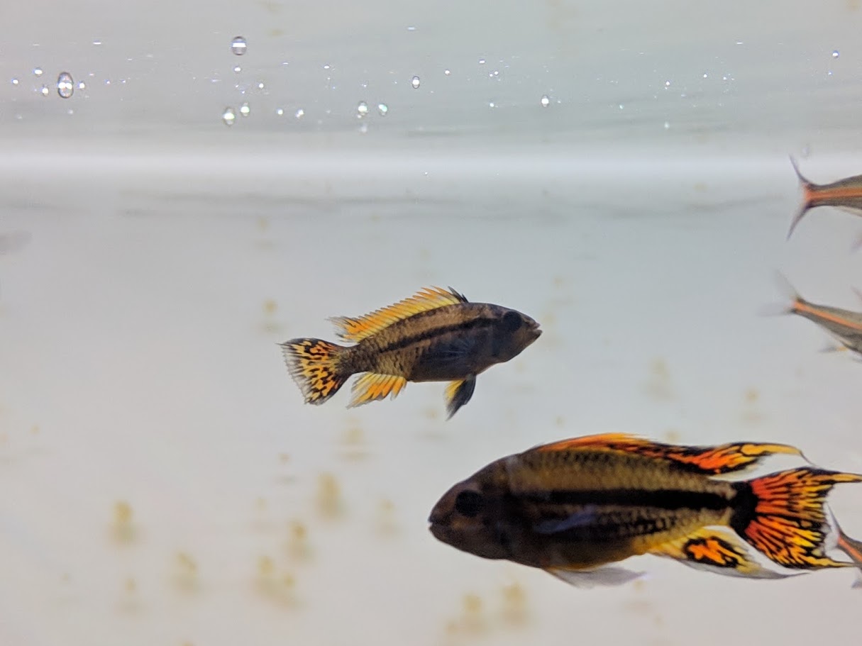Identification help on A. Cacatuoides 'Super Red' | Apistogramma.com