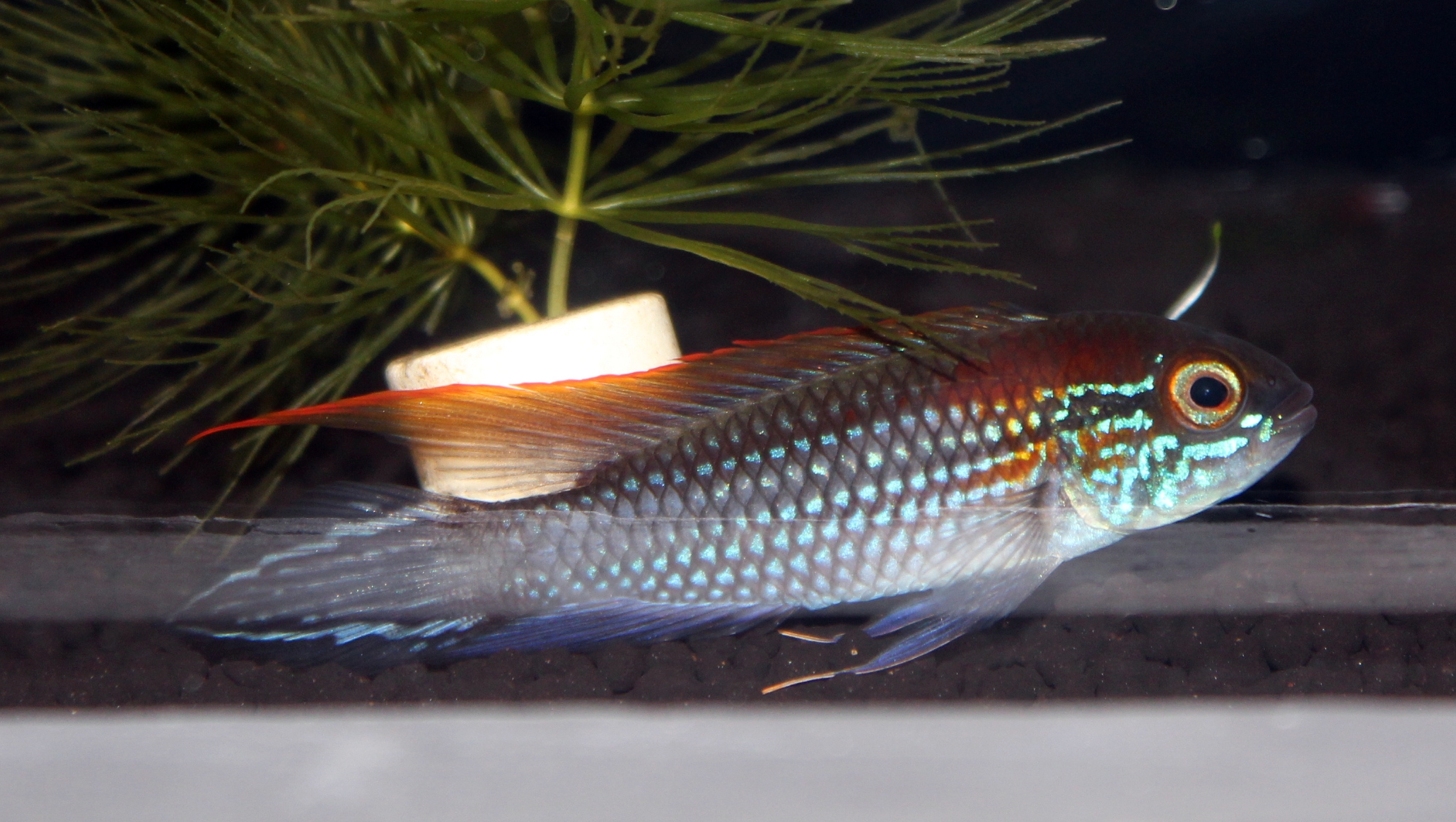 Let's share some photos of my Apisto | Apistogramma.com