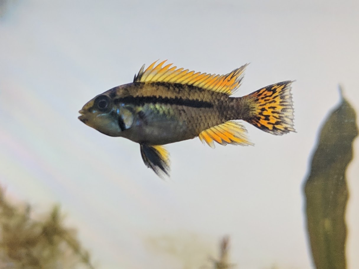 Identification help on A. Cacatuoides 'Super Red' | Apistogramma.com