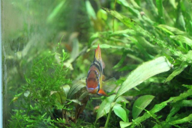 Let's share some photos of my Apisto | Apistogramma.com