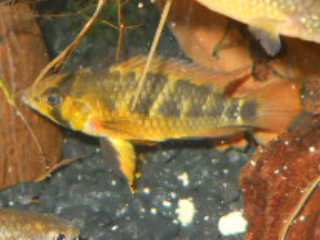 Cruzi female? | Apistogramma.com