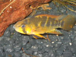 Cruzi female? | Apistogramma.com