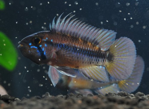 Sharing...Apisto from HK, A.atahualpa Kullander,1997(Sunset ...