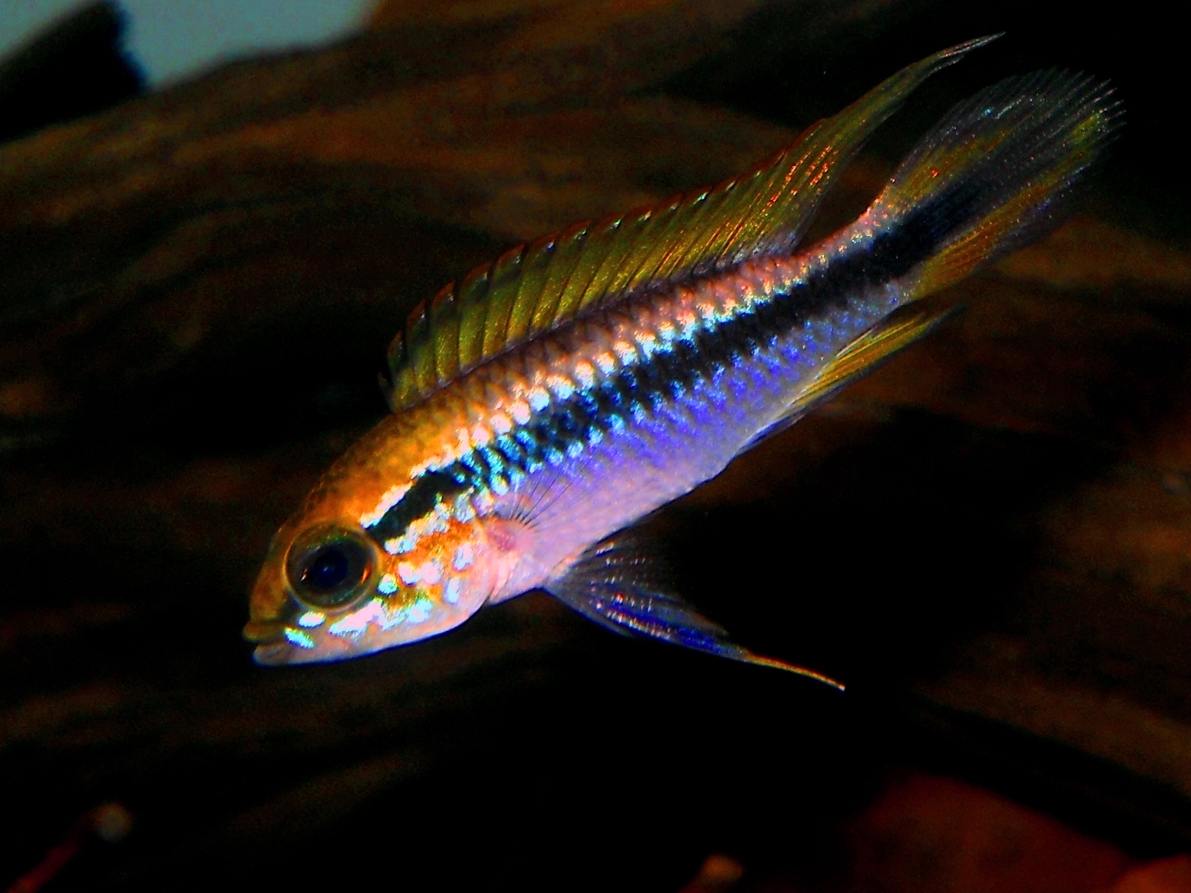 Apistogramma agassizi 'red' male | Apistogramma.com