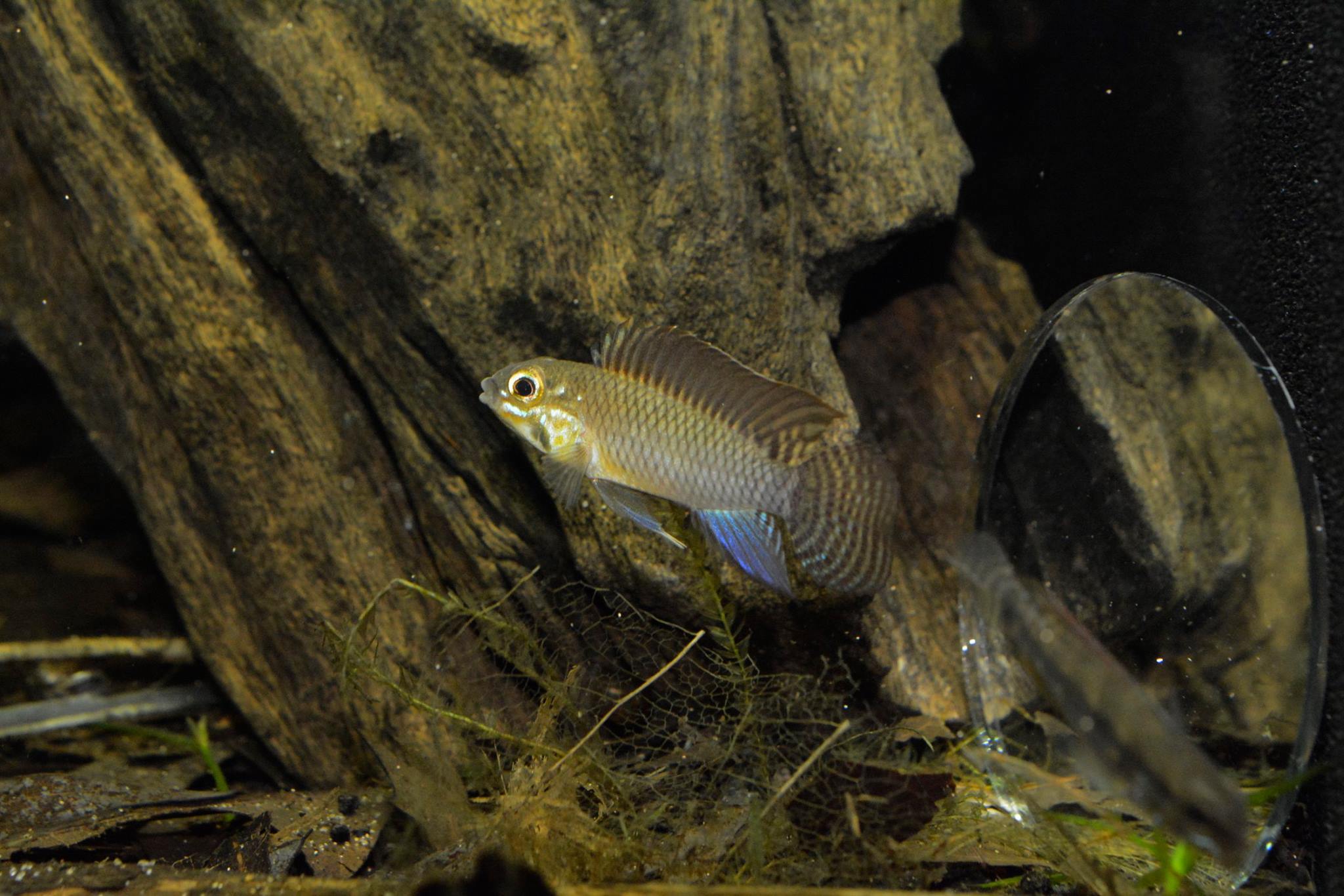 Male | Apistogramma.com
